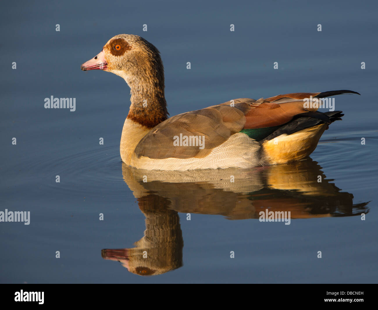 egyptian goose swimming in mankwe dam Stock Photo - Alamy