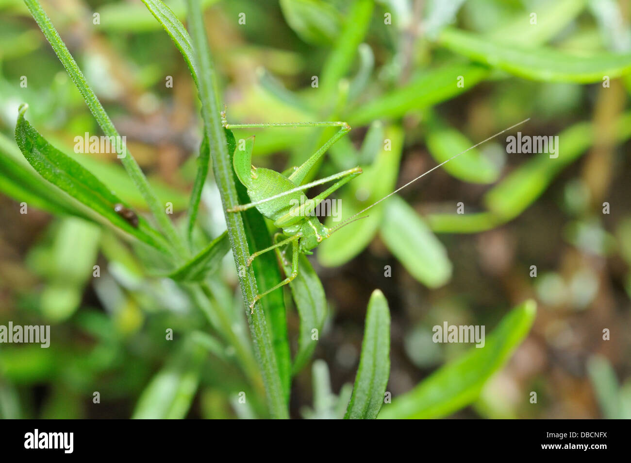 Grasshopper in the garden after a heavy rain Stock Photo - Alamy