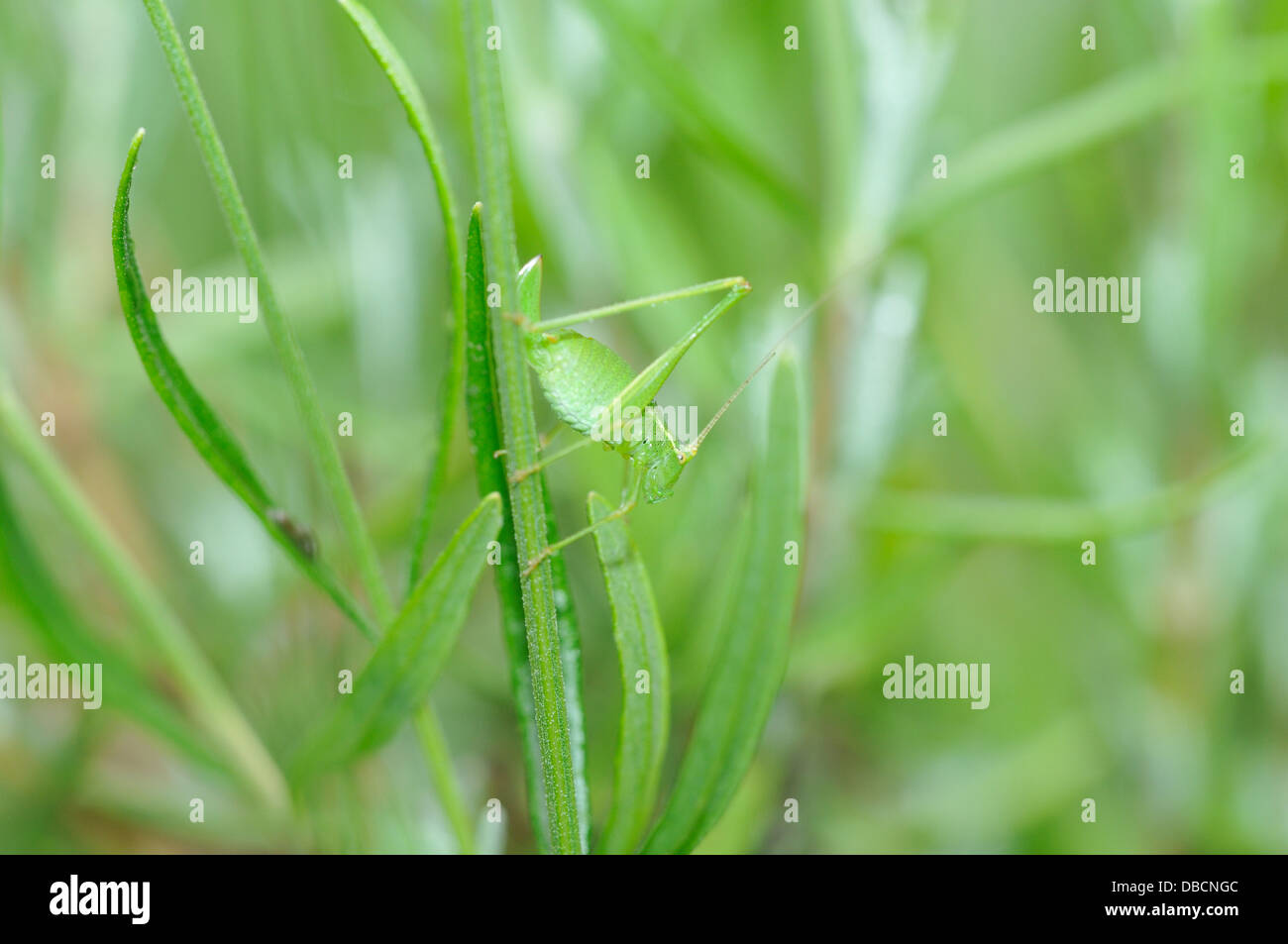 Grasshopper in the garden after a heavy rain Stock Photo - Alamy