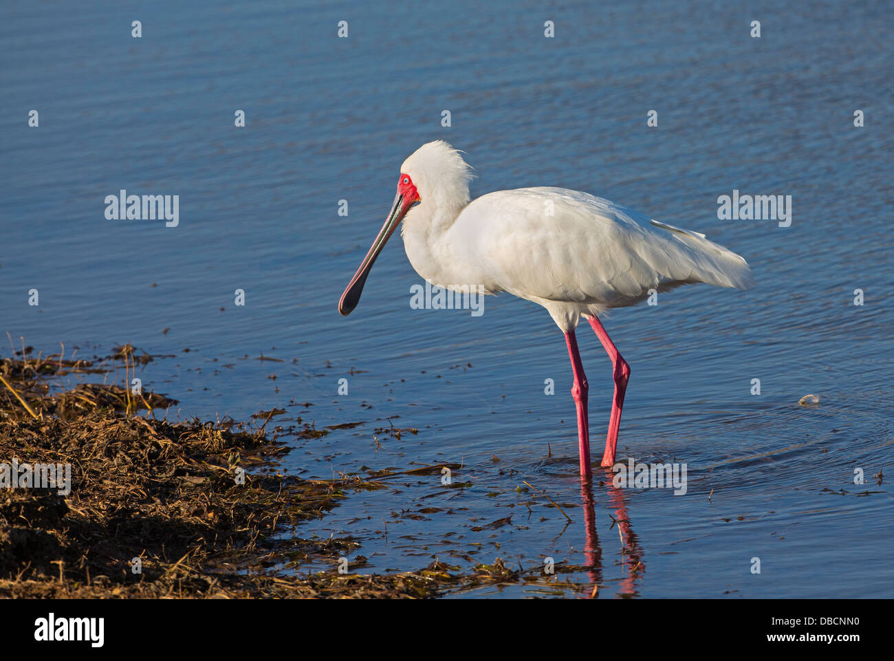 Mankwe dam hi-res stock photography and images - Alamy