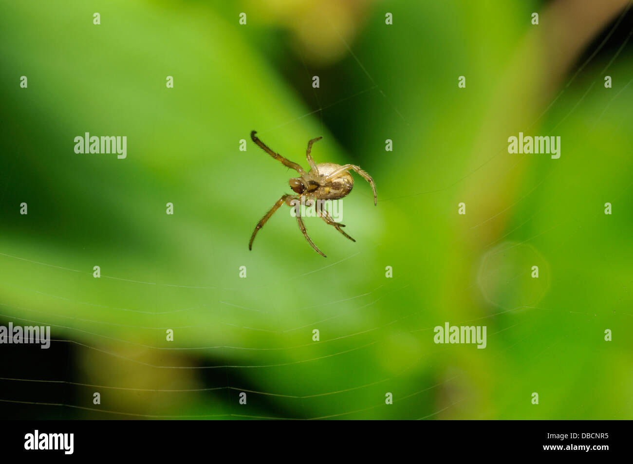 A spider building its web after storm Stock Photo - Alamy