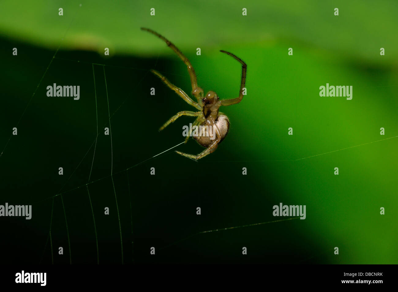 A spider building its web after storm Stock Photo - Alamy