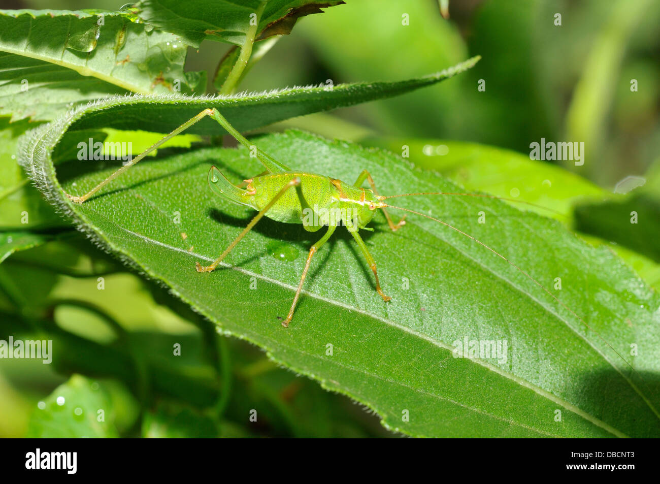 Grasshopper in the garden after a heavy rain Stock Photo - Alamy