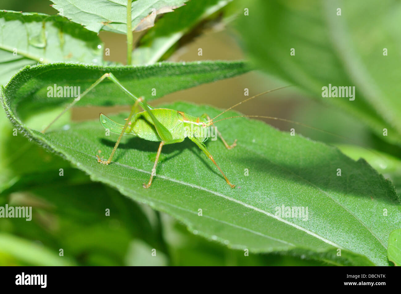 Grasshopper in the garden after a heavy rain Stock Photo - Alamy