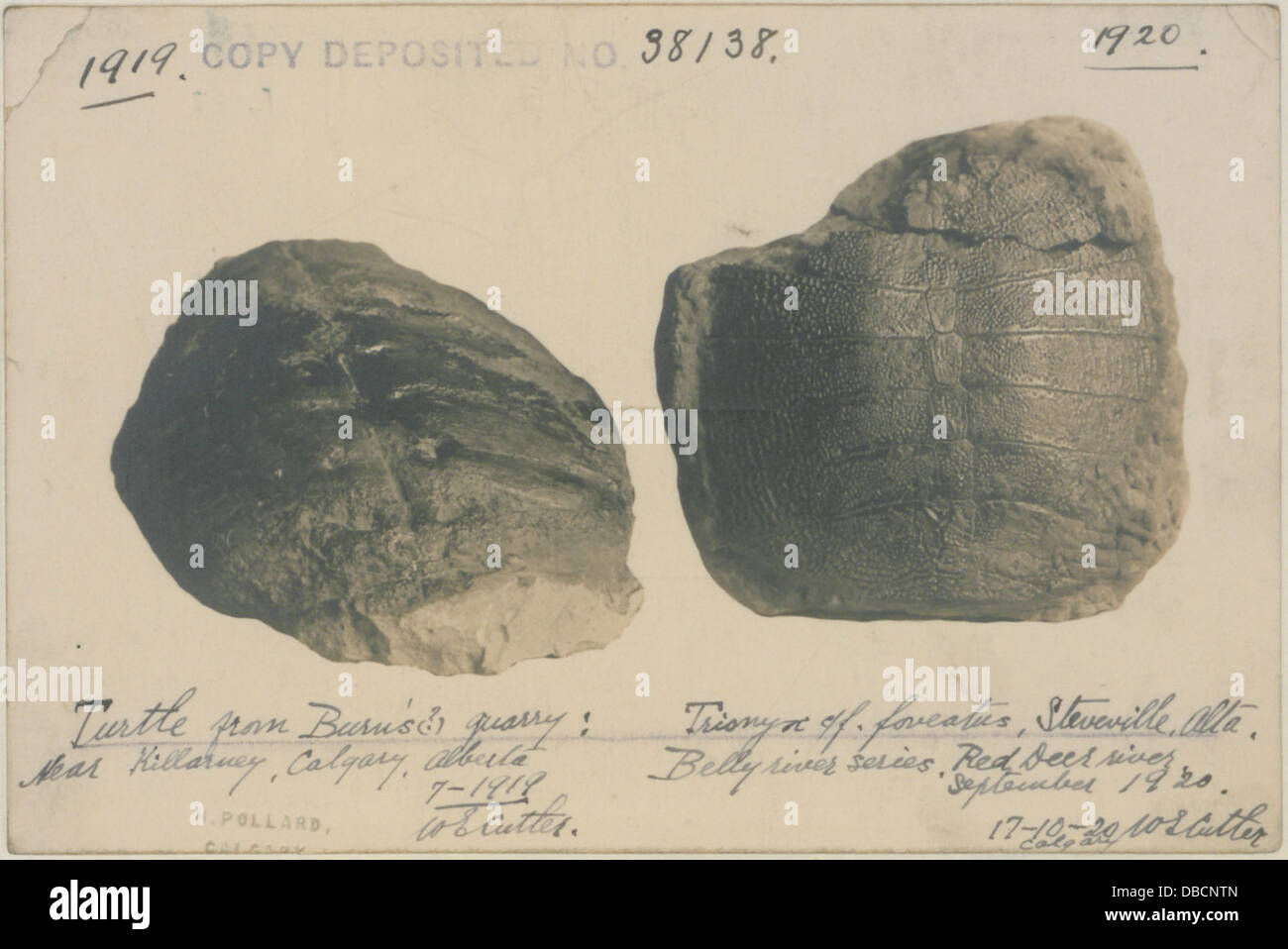 This image displays two fossilized turtles from Alberta, Canada ...