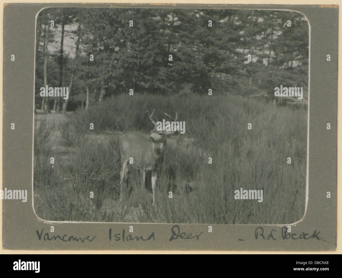 This photograph shows a deer from Vancouver Island, capturing the ...