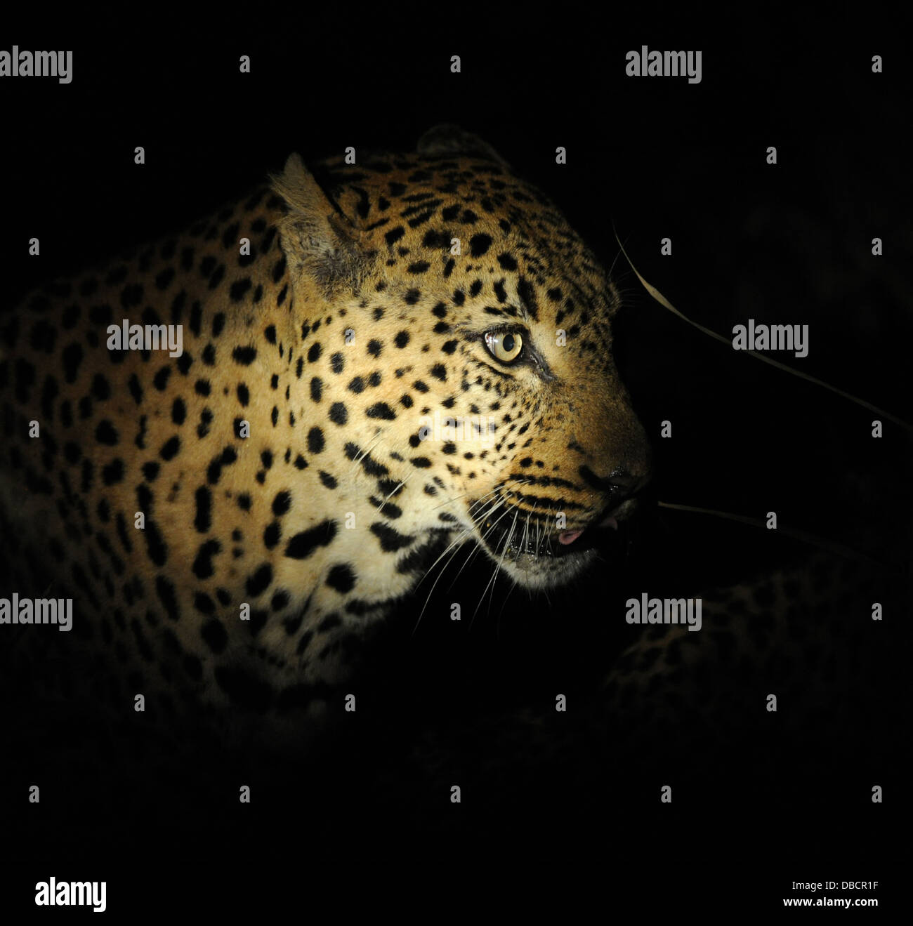 leopard male at night, portrait Stock Photo - Alamy