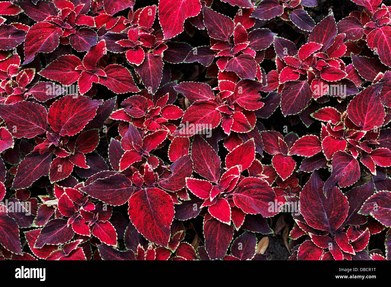 Coleus red plant hi-res stock photography and images - Alamy