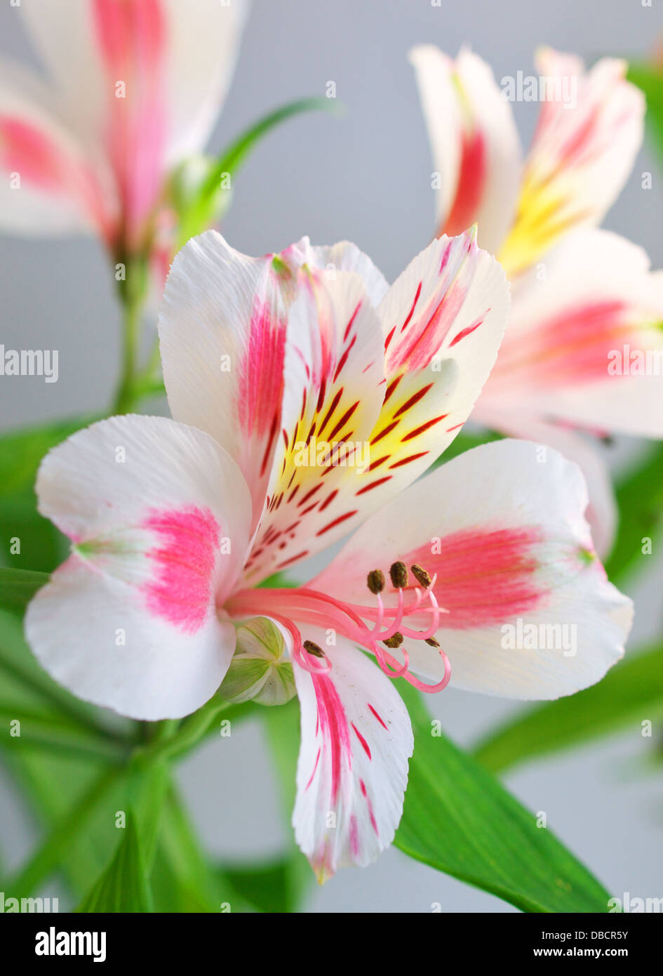 Classic spring flower hi-res stock photography and images - Alamy