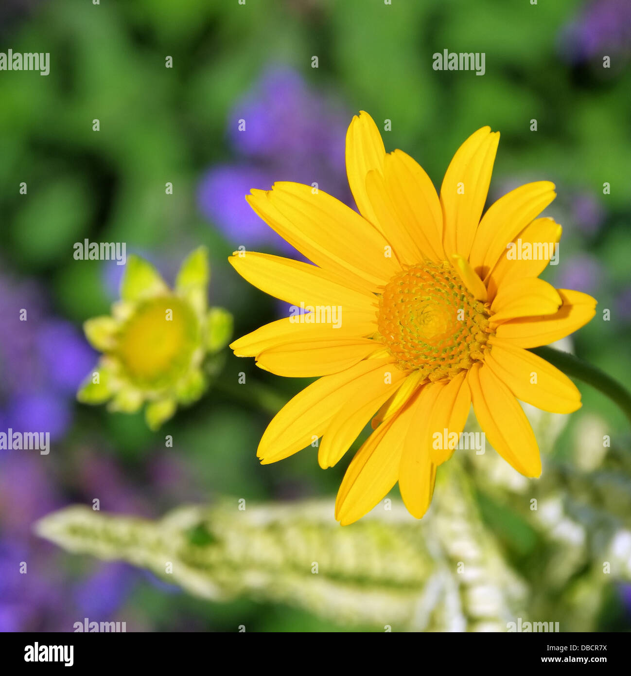 False daisy plant hi-res stock photography and images - Alamy