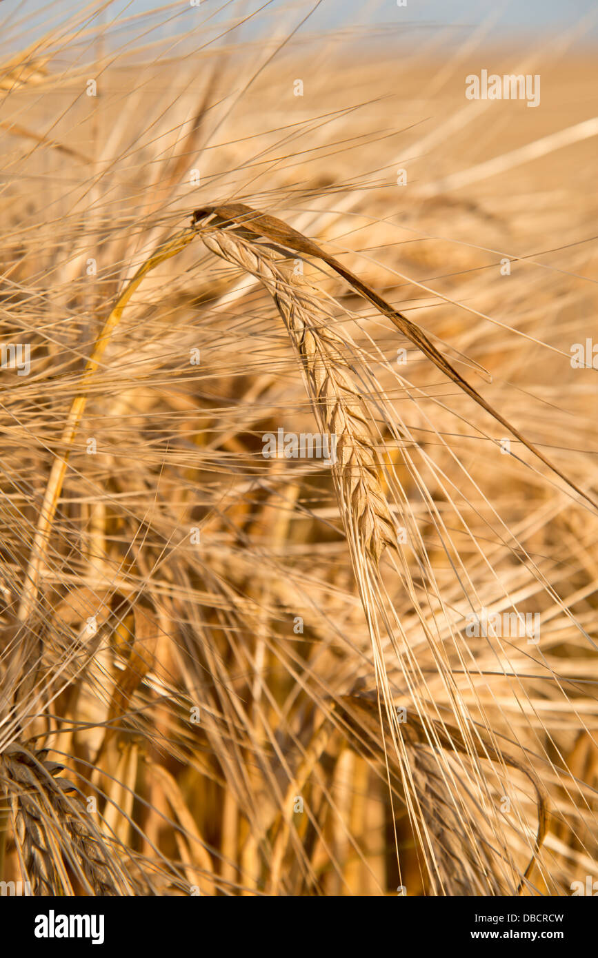 detail of barley Stock Photo - Alamy