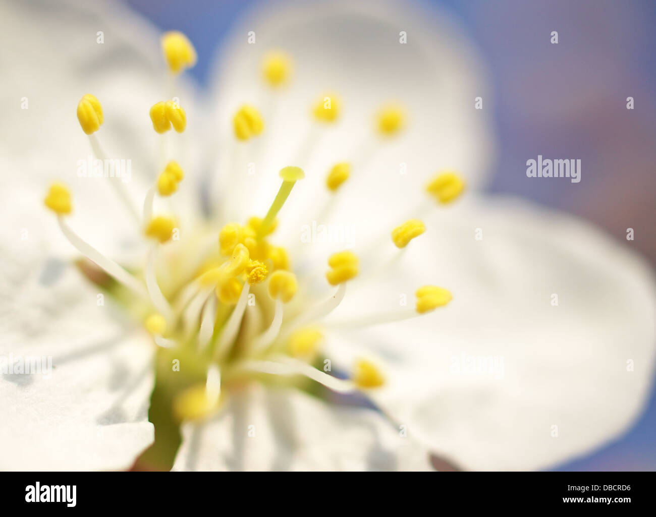 Classic spring flower hi-res stock photography and images - Alamy