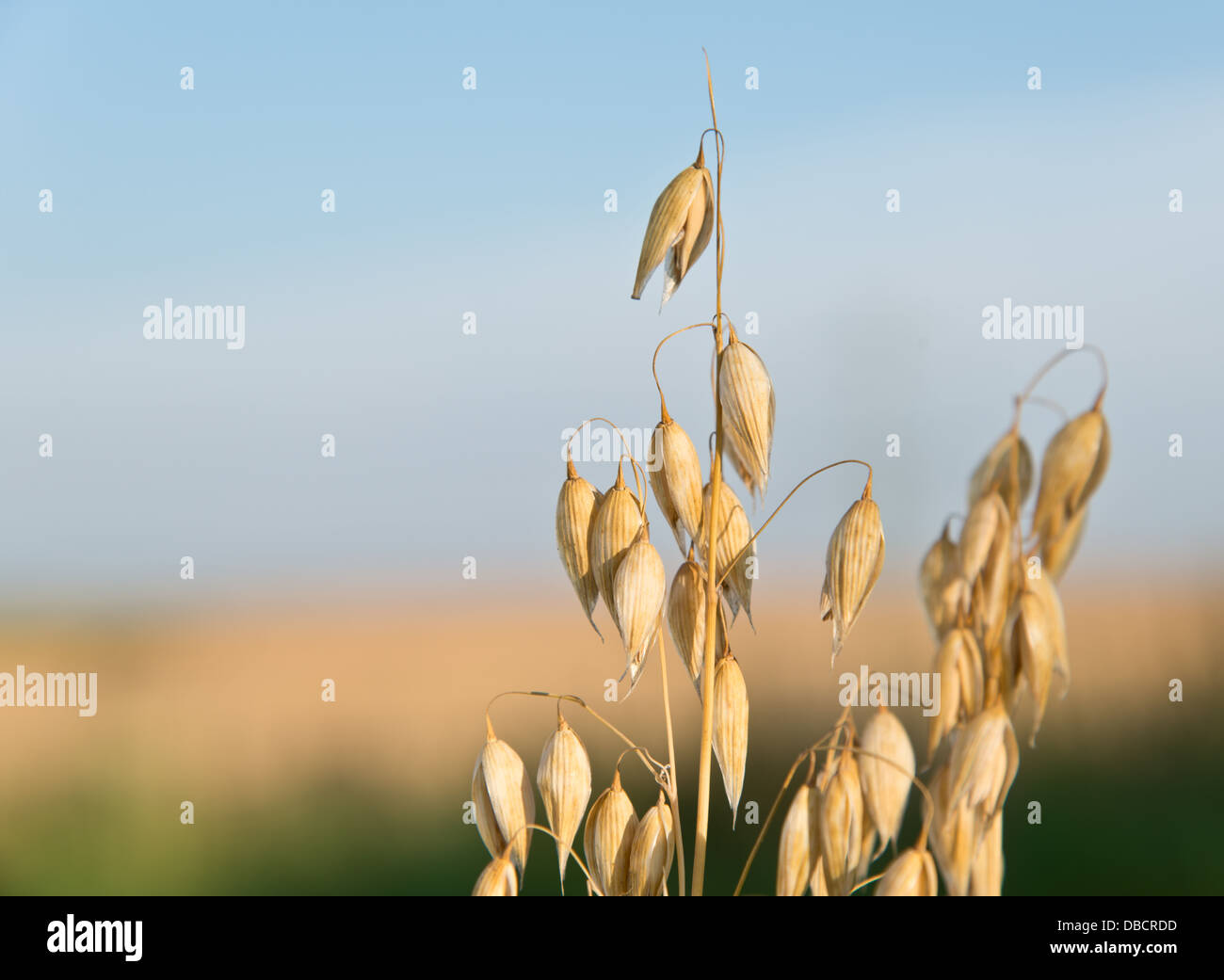 Ripened oats hi-res stock photography and images - Alamy