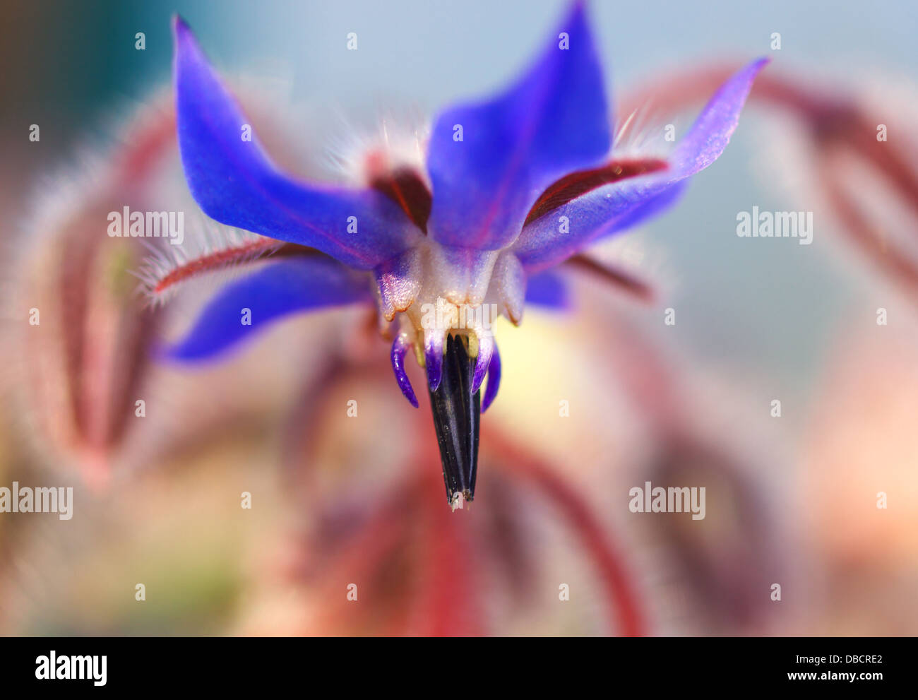 Flower in the spring time Stock Photo - Alamy