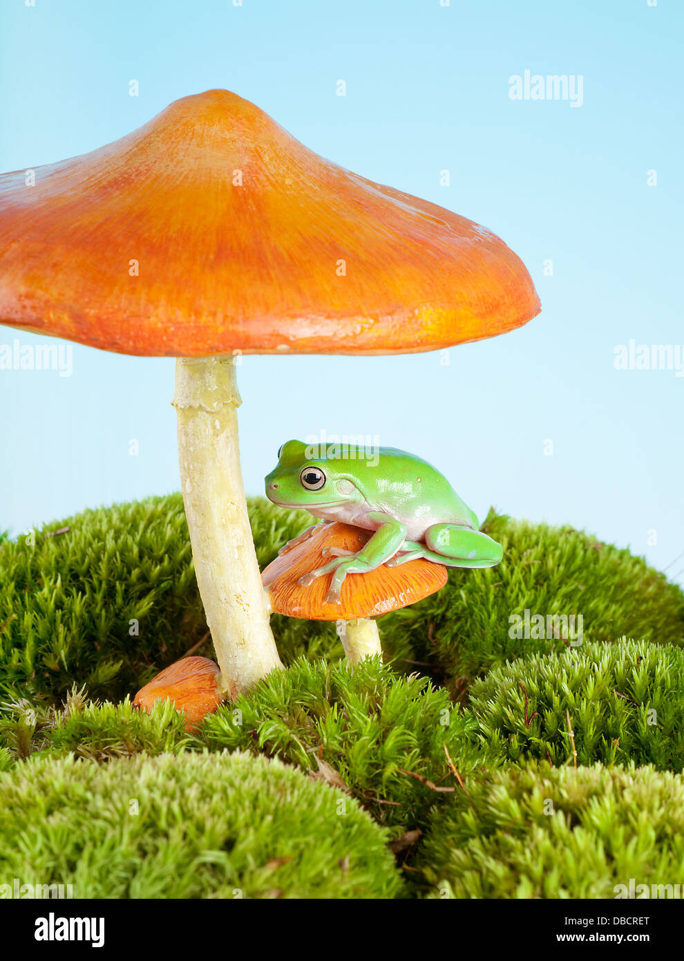 Toadstool frog hi-res stock photography and images - Alamy