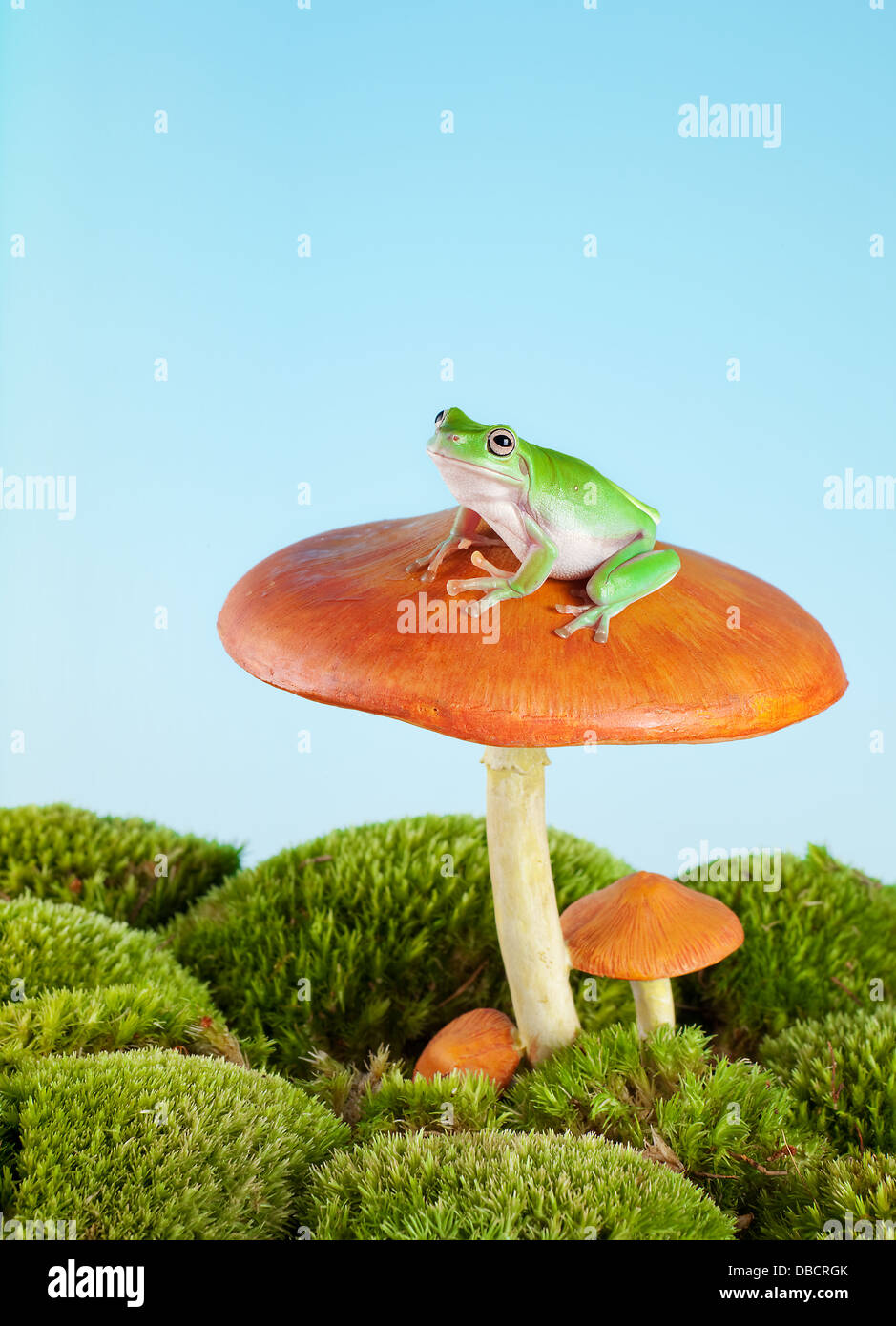 Toadstool frog hi-res stock photography and images - Alamy