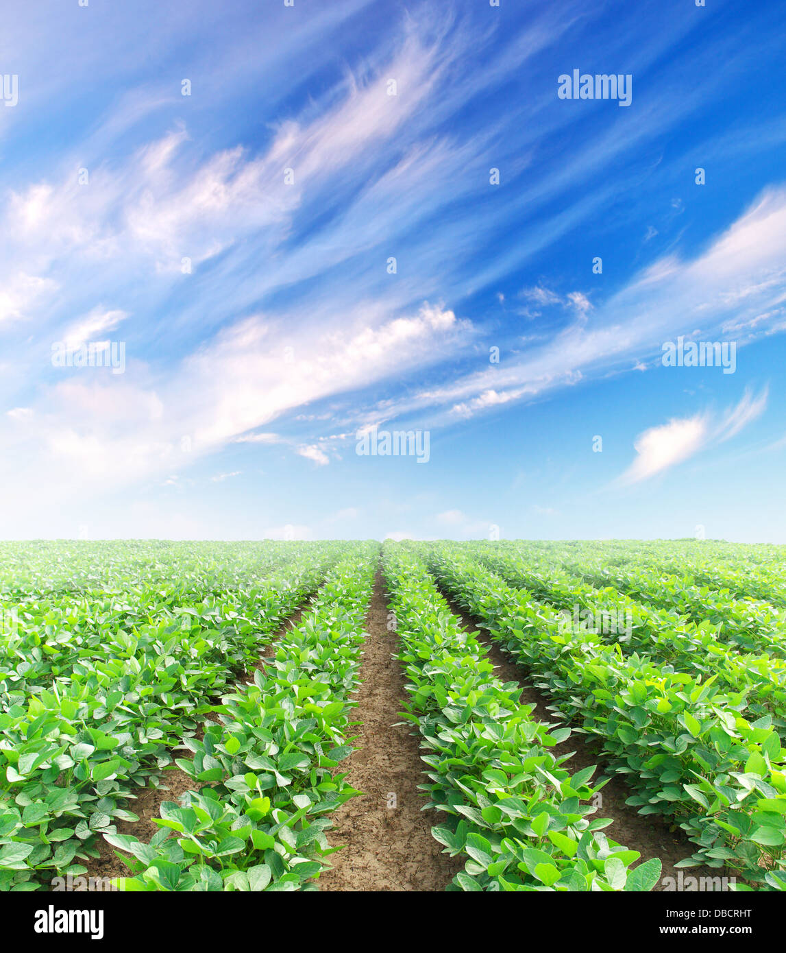 Row agricultural plants in field hi-res stock photography and images ...