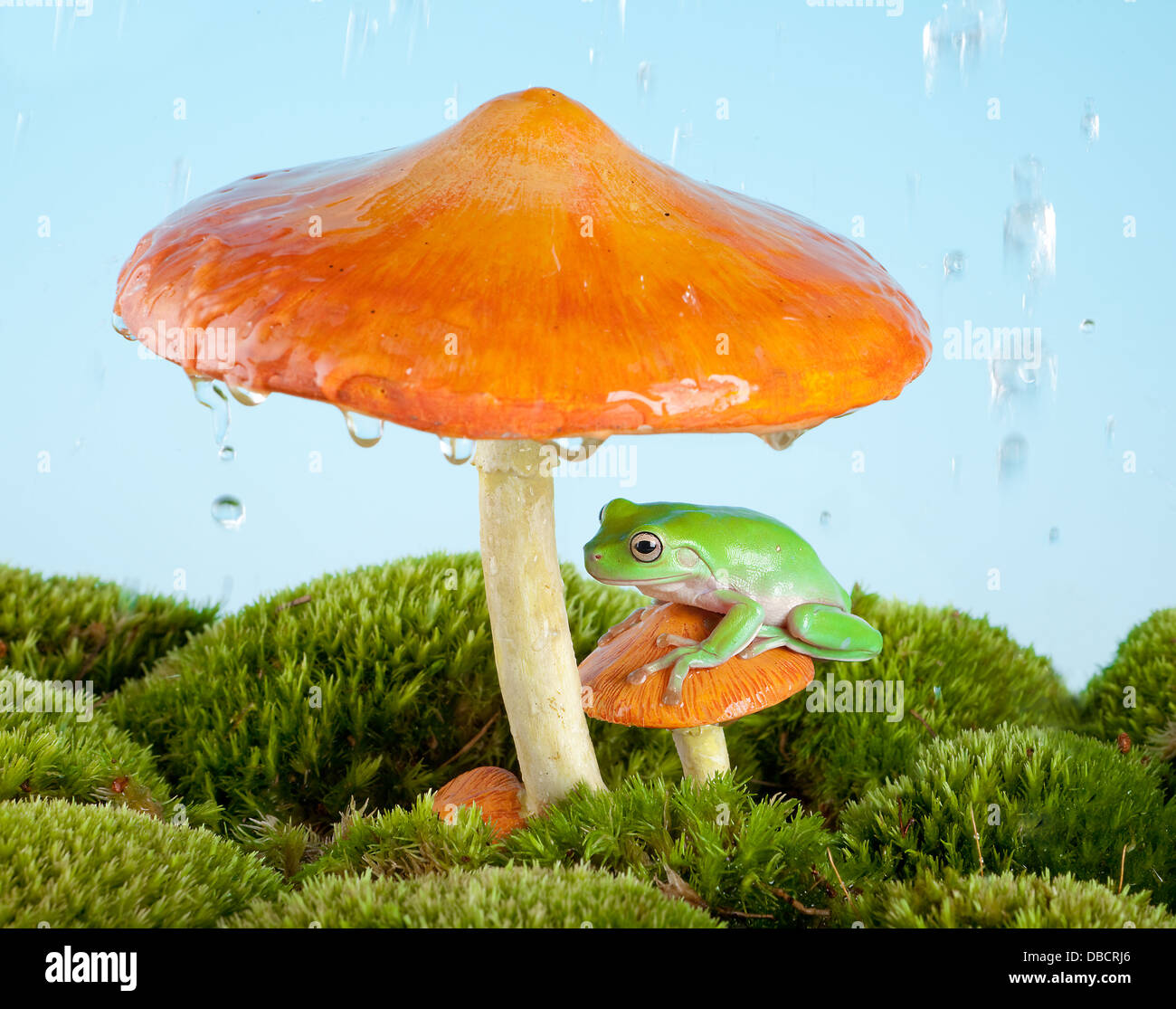 Toadstool frog hi-res stock photography and images - Alamy