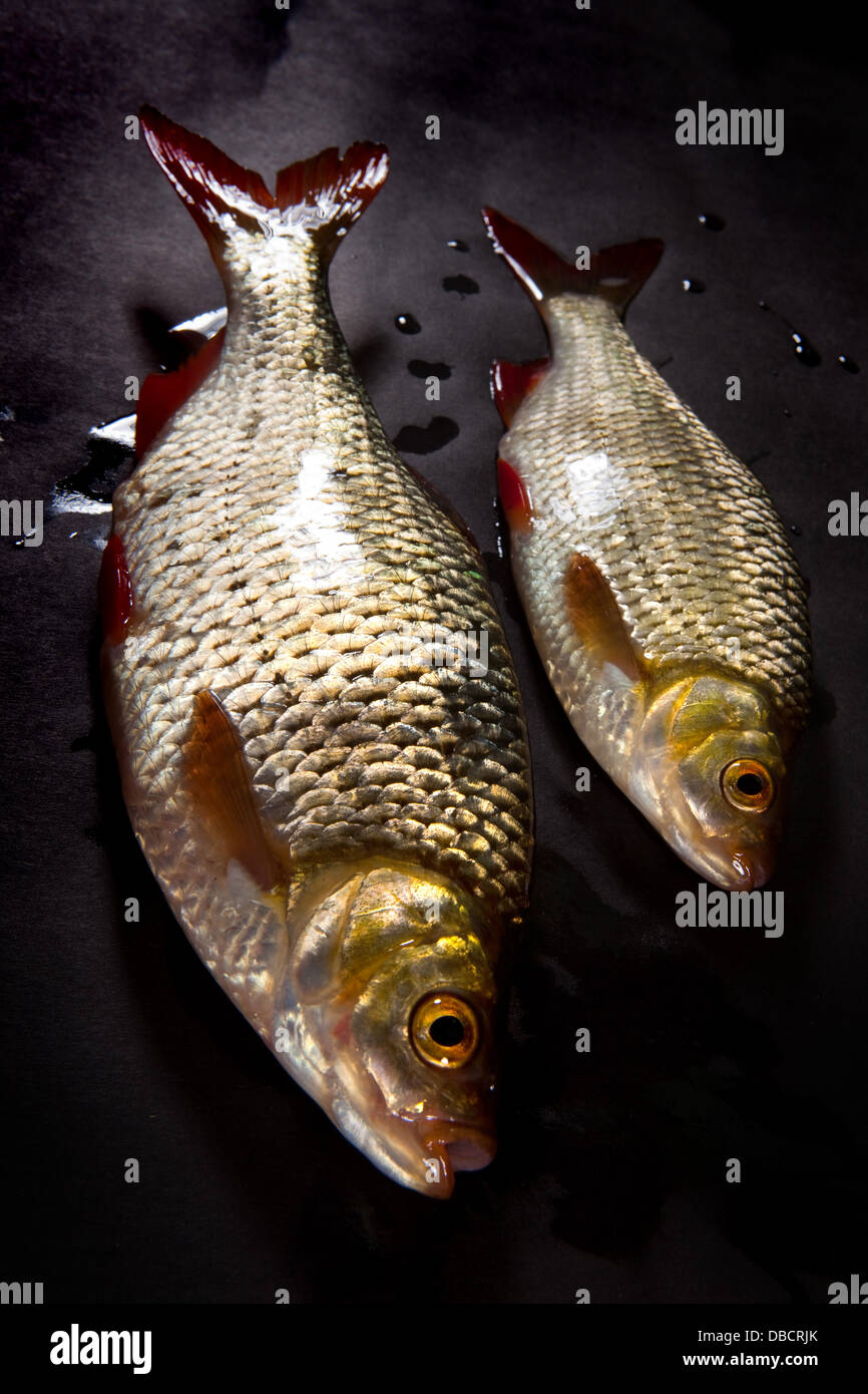 Common rudd (Scardinius erythrophthalmus Stock Photo - Alamy