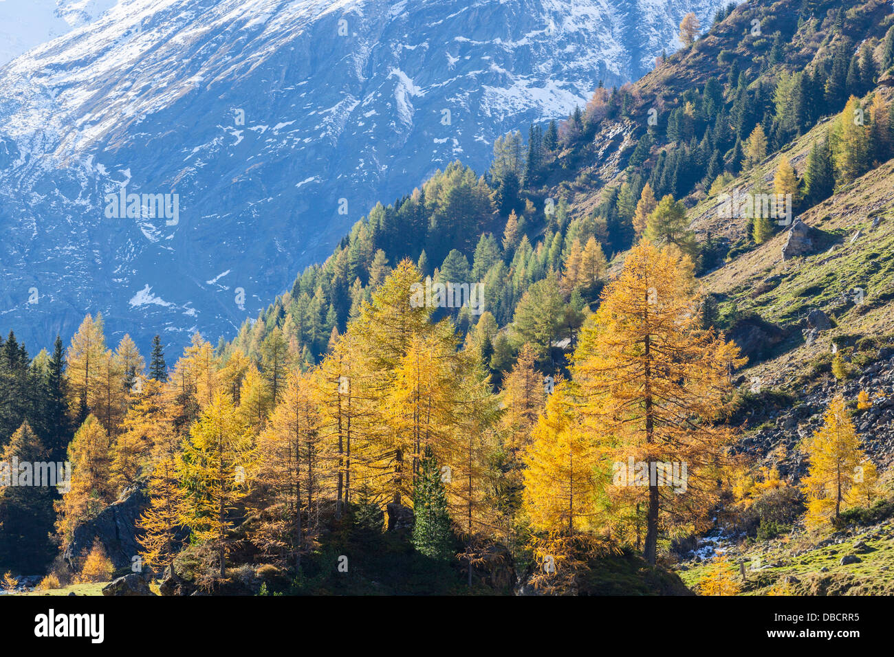 Autumn Larch tree forest in the Alps Stock Photo - Alamy