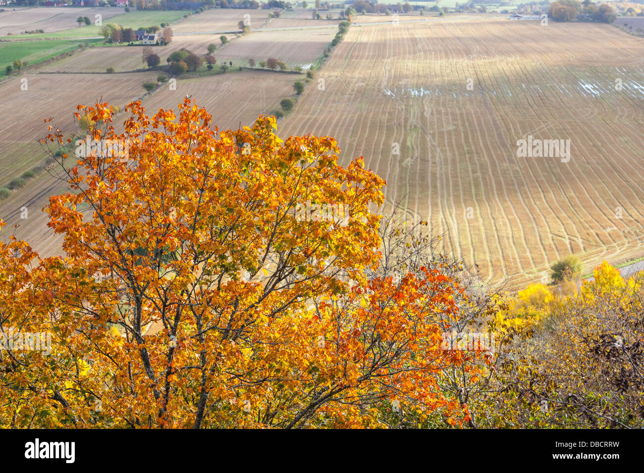 Maple trees with fields in the background Stock Photo - Alamy