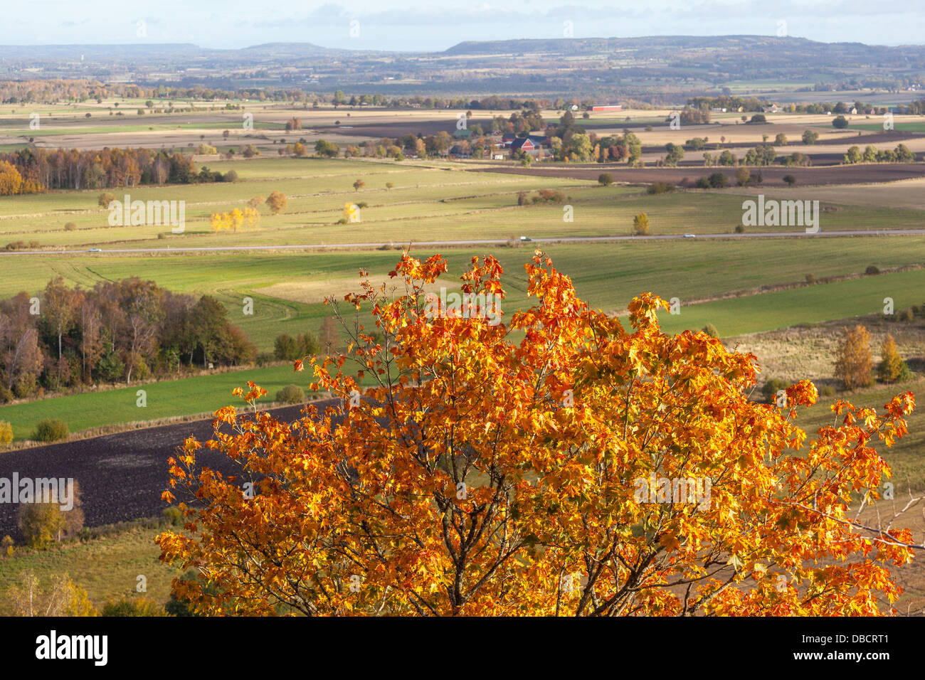 Maple trees with fields in the background Stock Photo - Alamy
