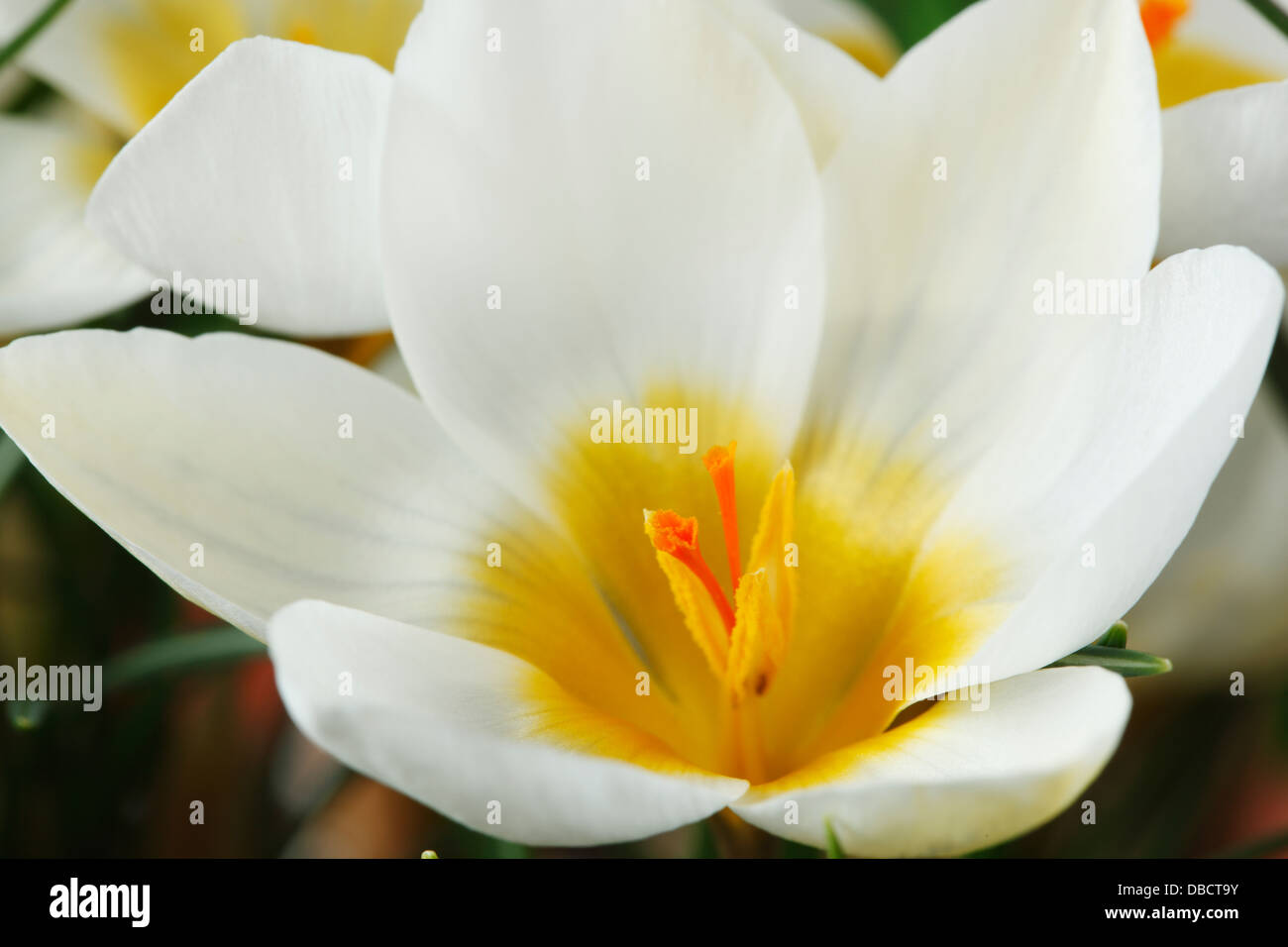 Crocus snow hi-res stock photography and images - Alamy