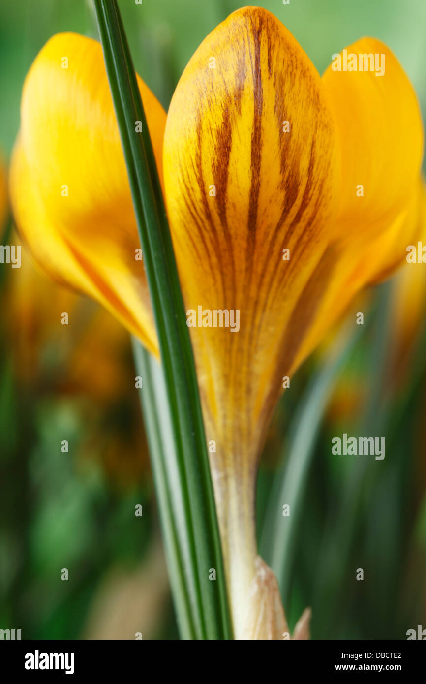 Crocus Chrysanthus Stock Photos & Crocus Chrysanthus Stock Images - Alamy