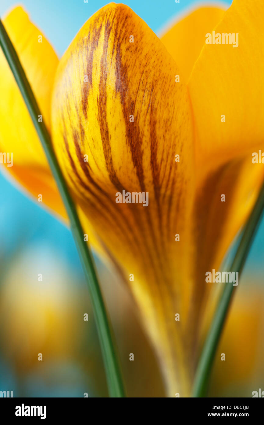 Crocus fuscotinctus hi-res stock photography and images - Alamy