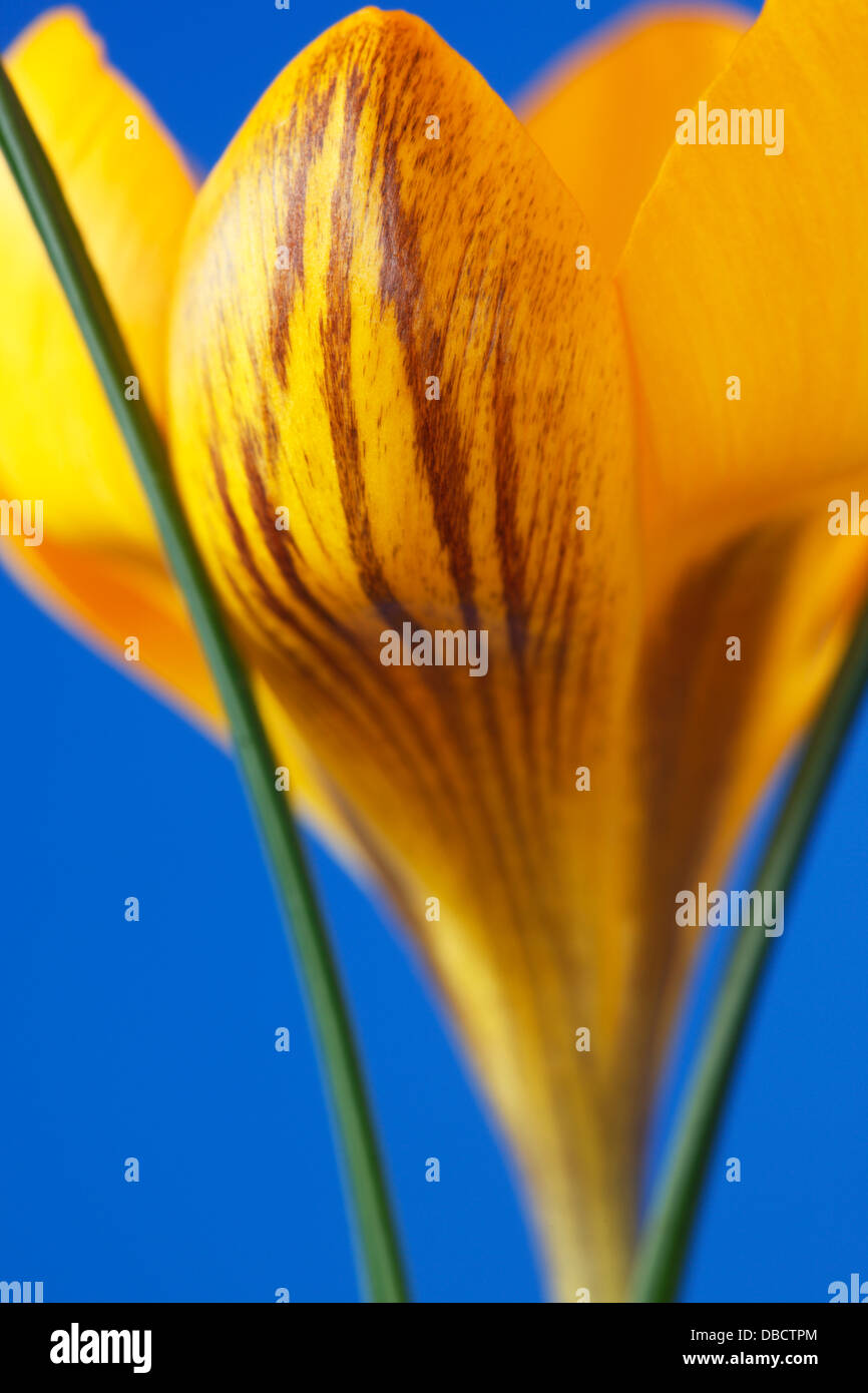 Crocus chrysanthus fuscotinctus hi-res stock photography and images - Alamy