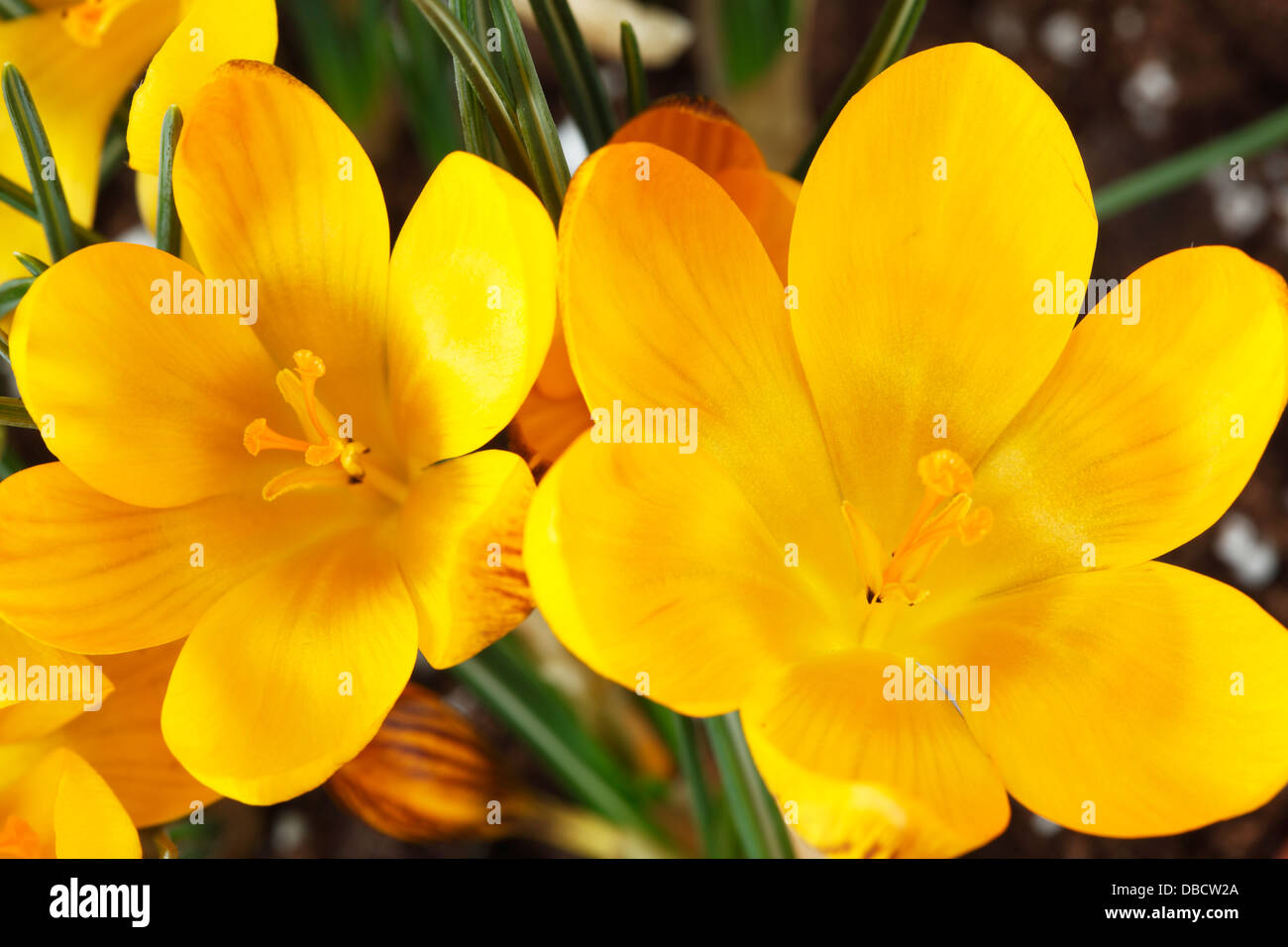 Crocus chrysanthus var. fuscotinctus February Stock Photo - Alamy