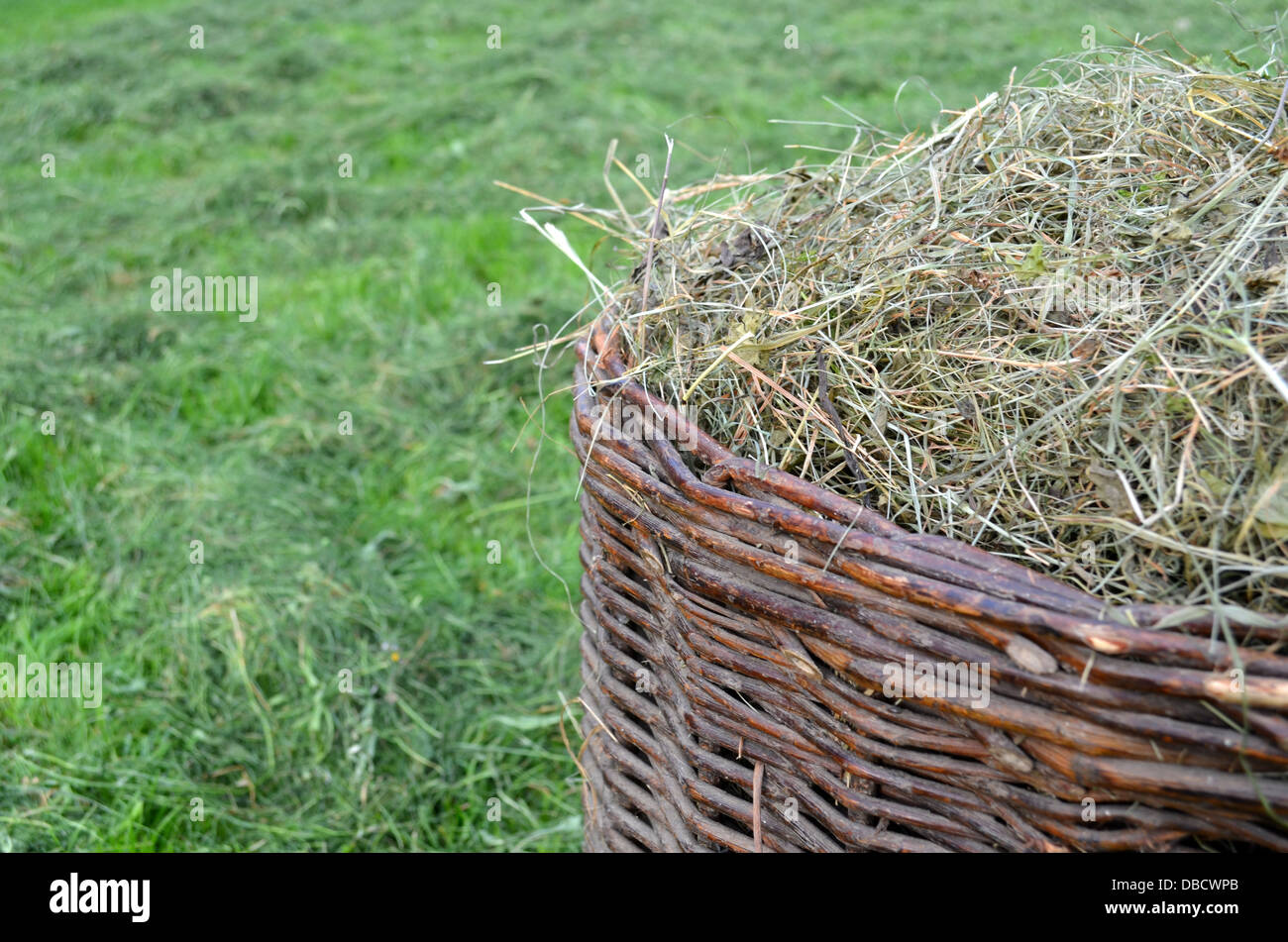 Inside the basket hi-res stock photography and images - Alamy