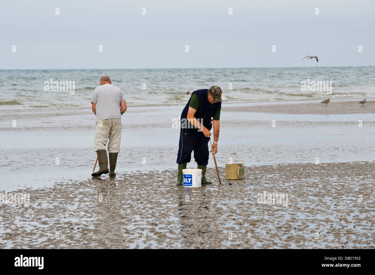Bait diggers using pump to collect lugworm at low tide on the beach at ...