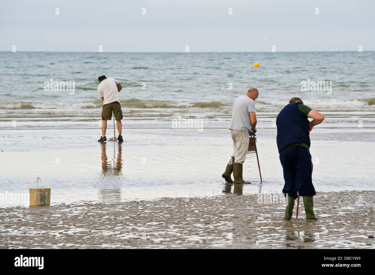Bait diggers using pump to collect lugworm at low tide on the beach at ...