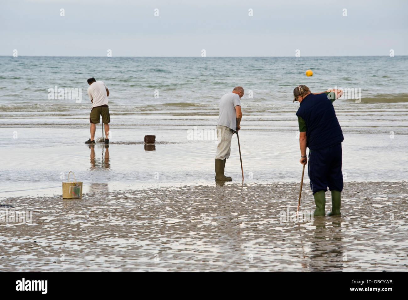 Bait diggers using pump to collect lugworm at low tide on the beach at ...