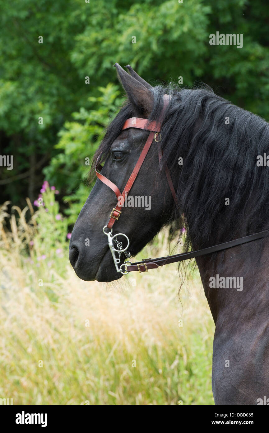 Black stallion horse hi-res stock photography and images - Alamy
