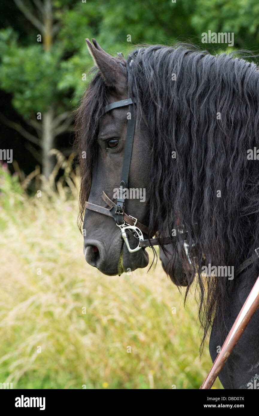 Black stallion horse hi-res stock photography and images - Alamy