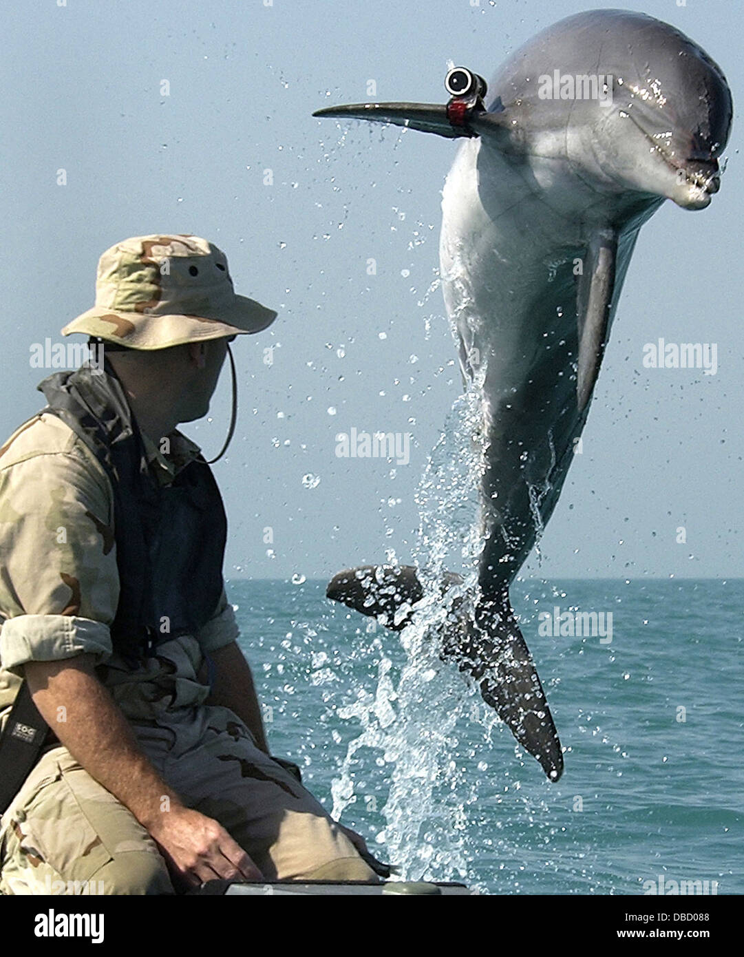 K-Dog, a bottlenose dolphin, was trained by the U.S. Navy for mine ...