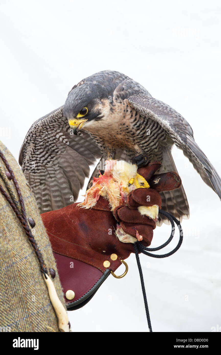 Peregrine falcon on a falconers gloved hand feeding Stock Photo - Alamy