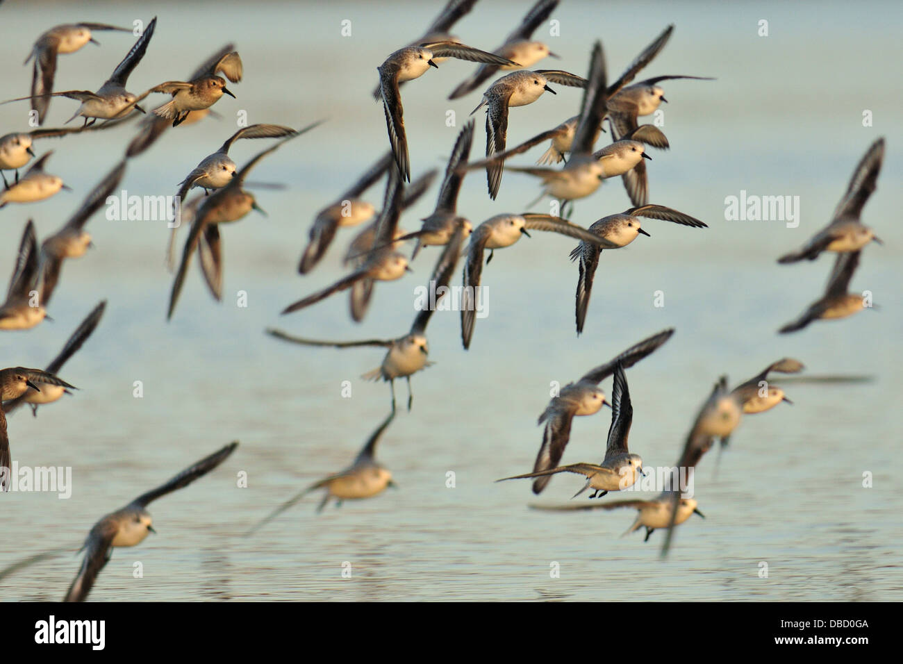Aquatic bir birds horizontal roberto nistri hi-res stock photography ...