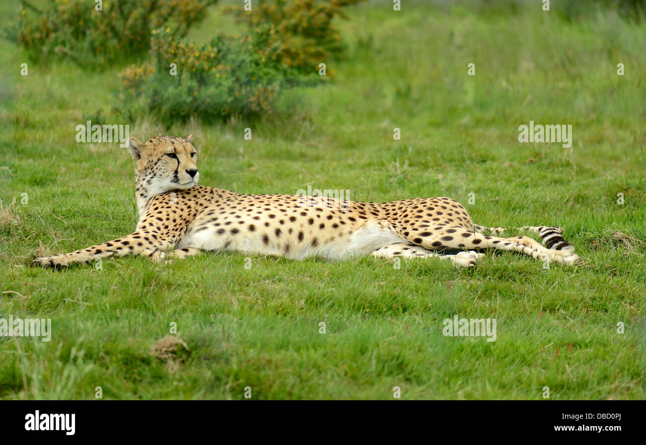 female cheetah laying down in grass after big chase Stock Photo - Alamy