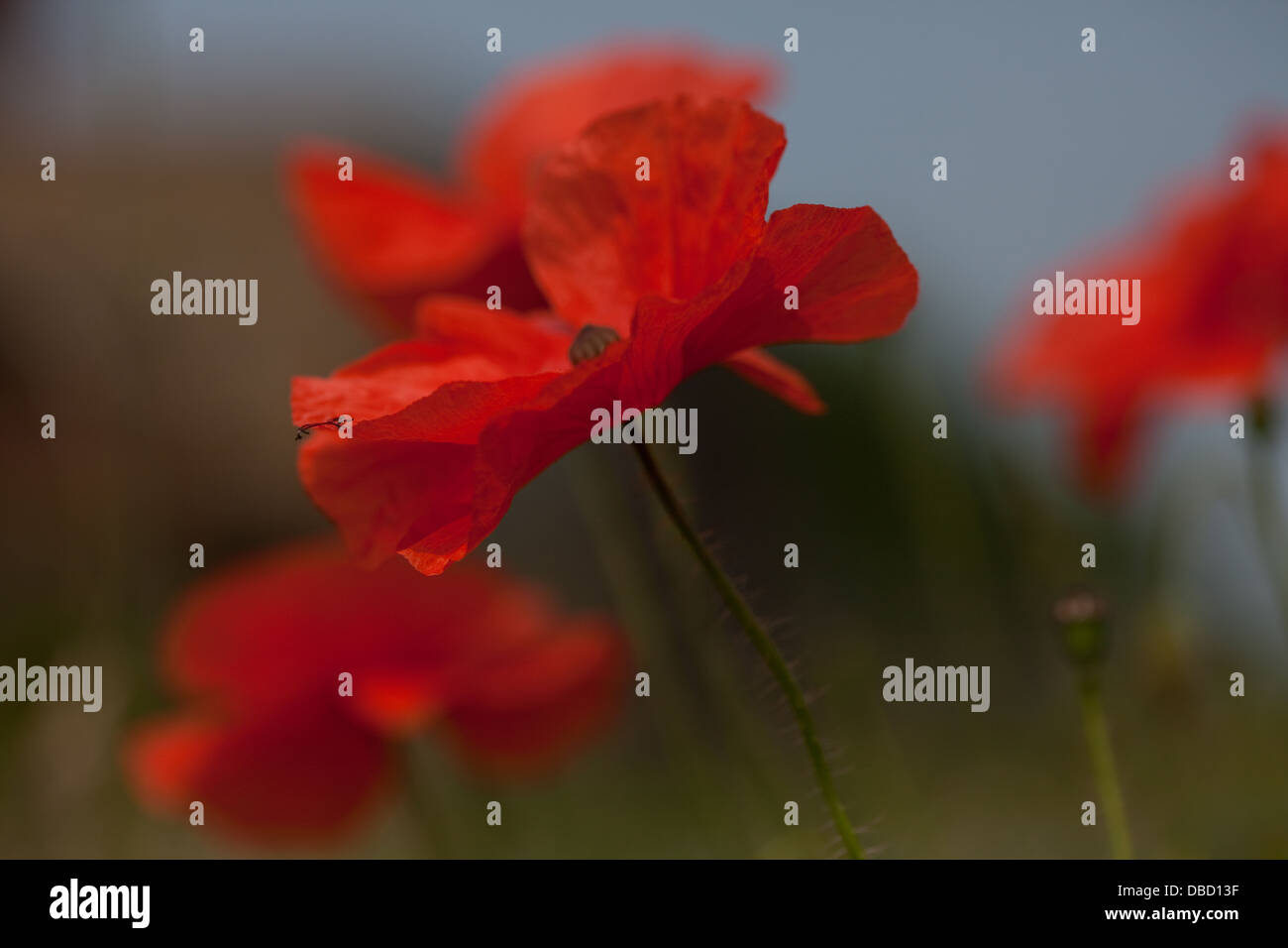 Flanders fields hi-res stock photography and images - Alamy