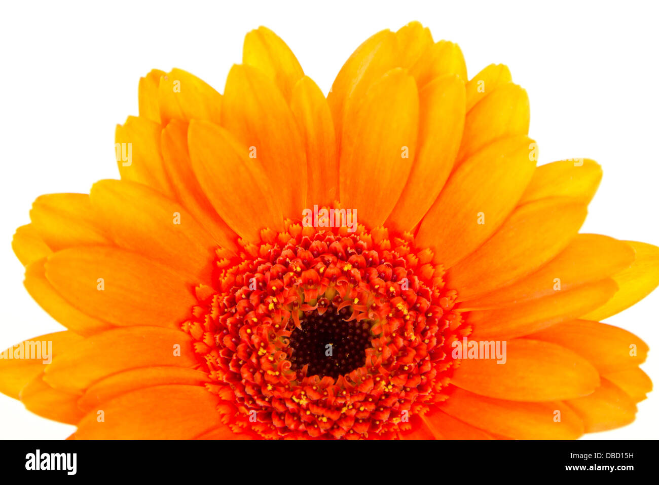 Beautiful orange gerbera on white background Stock Photo - Alamy