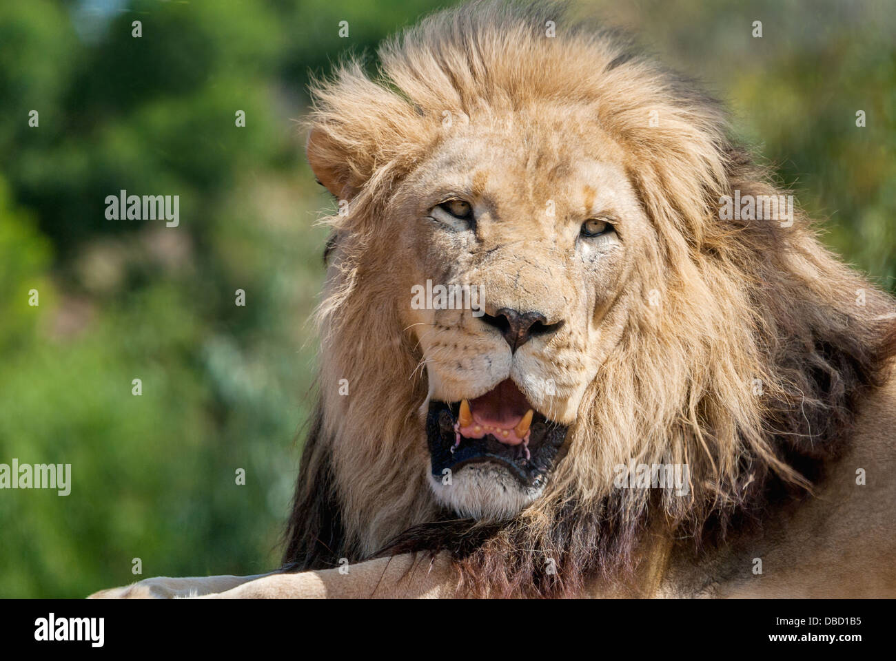 A close-up of a male lion Stock Photo - Alamy
