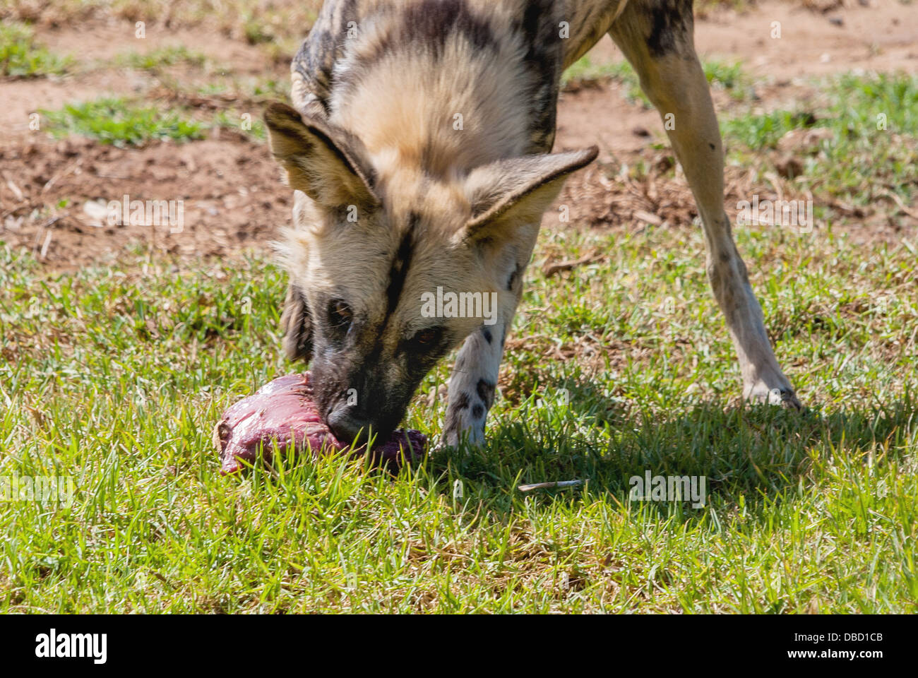 African hound dog hi-res stock photography and images - Alamy