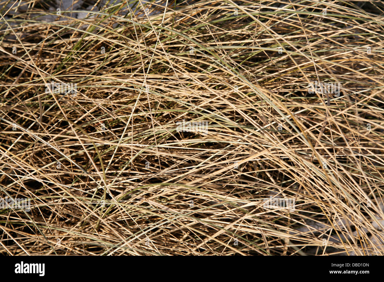 Green dune grasses hi-res stock photography and images - Alamy