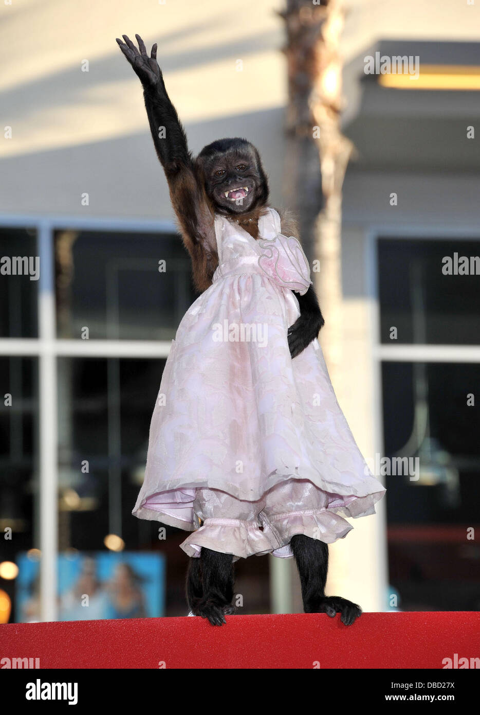 Crystal the monkey hi-res stock photography and images - Alamy