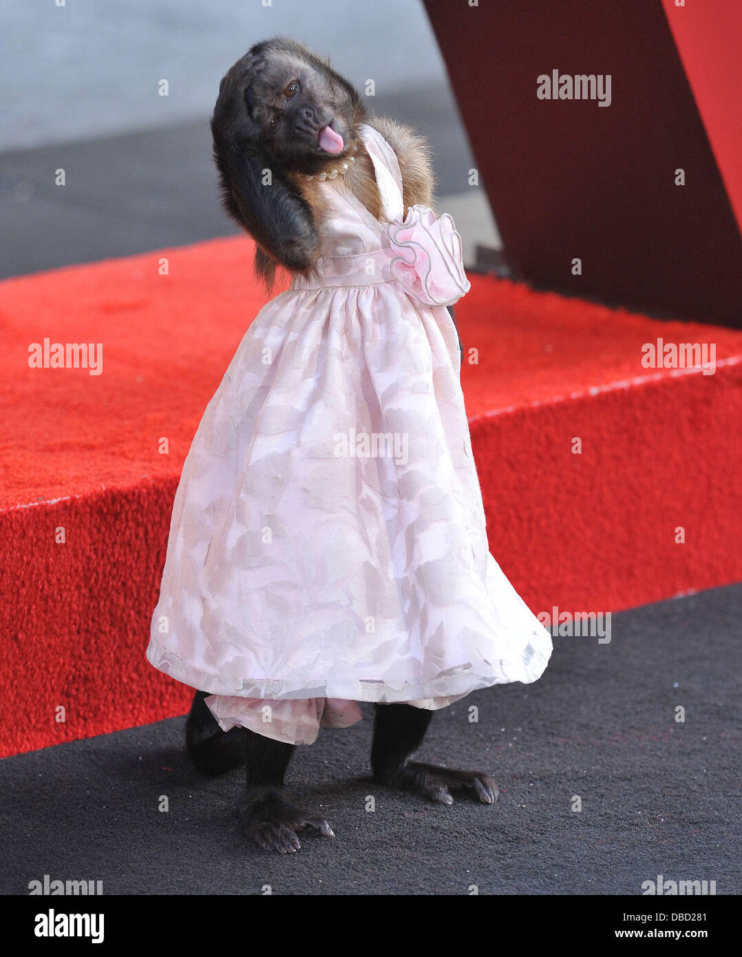 Crystal the monkey hi-res stock photography and images - Alamy