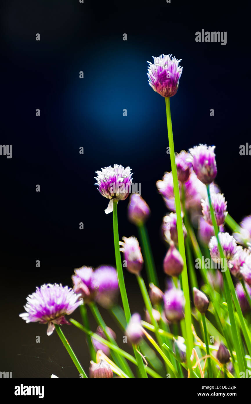 Pink chive flower hi-res stock photography and images - Alamy