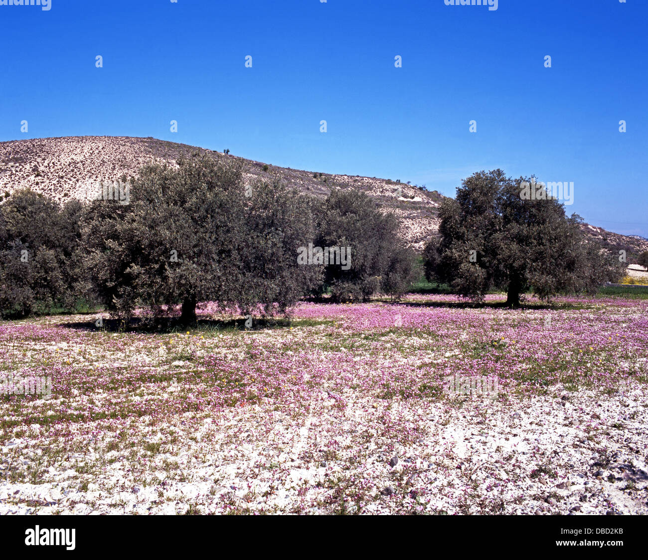 Olive grove in spring cyprus hi-res stock photography and images - Alamy